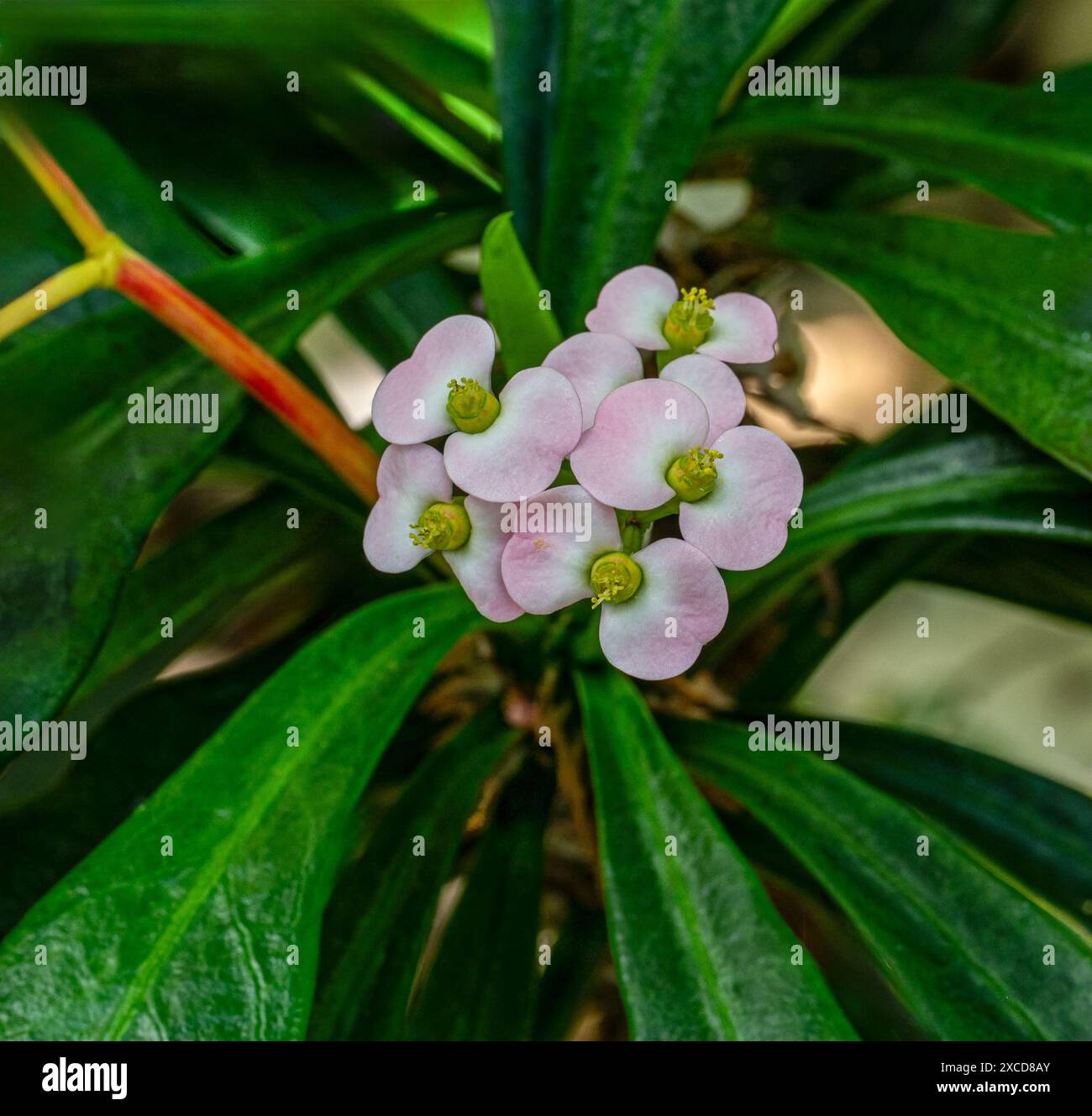 Euphorbia species hi-res stock photography and images - Alamy