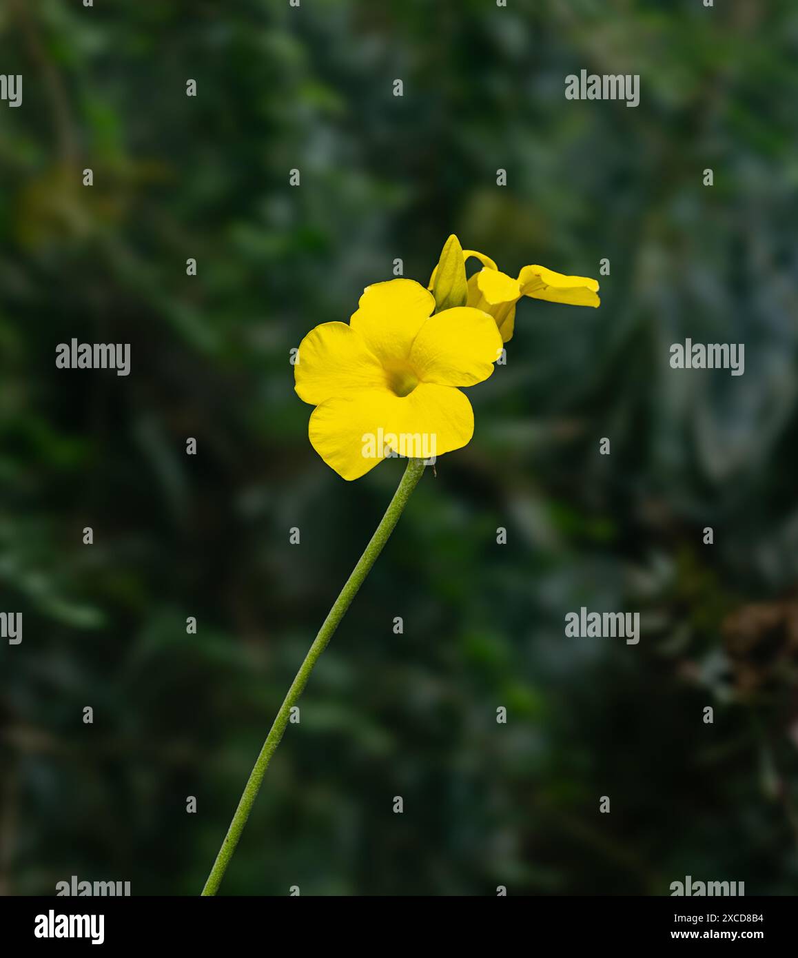 Elephants foot plant (pachypodium cactipes) blossom. Botanical Garden ...