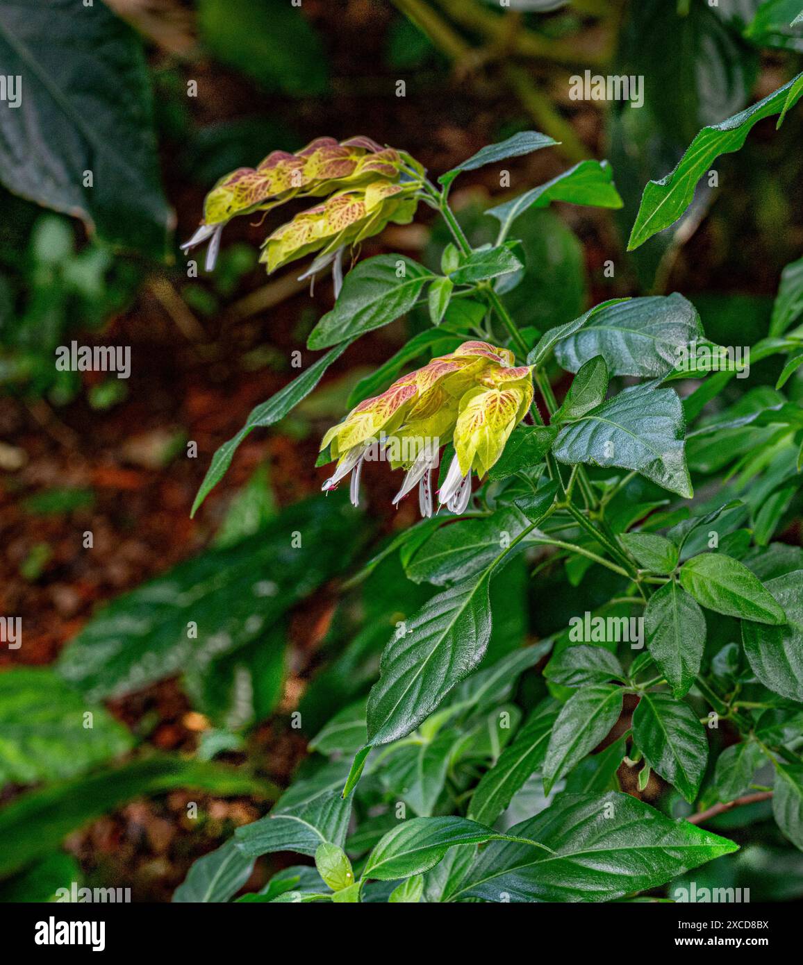Justicia brandegeeana, or shrimp plant, native to Mexico Stock Photo ...