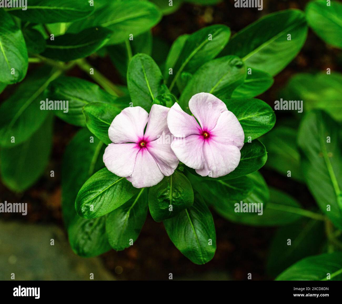 Rose periwinkle flowers (Catharanthus roseus), Botanical Garden ...