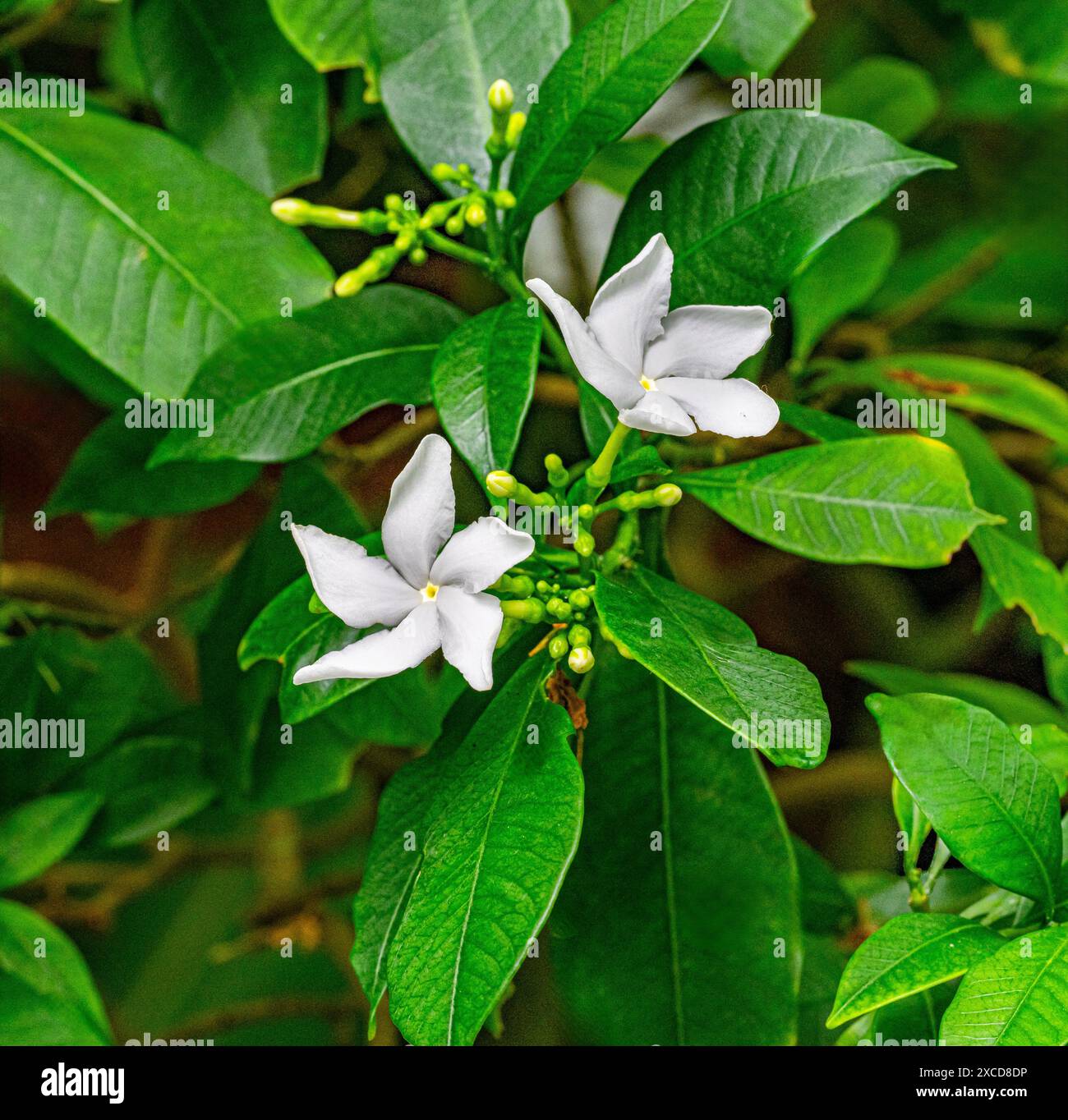 Windmill Bush (Tabernaemontana pandacaqui) flowers Stock Photo - Alamy