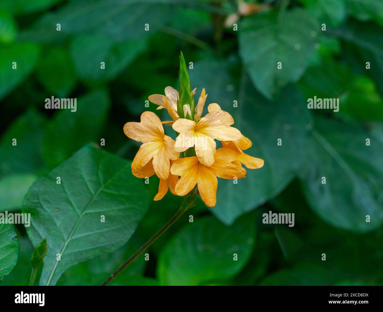 Firecracker flower (Crossandra infundibuliformis) in full bloom Stock ...