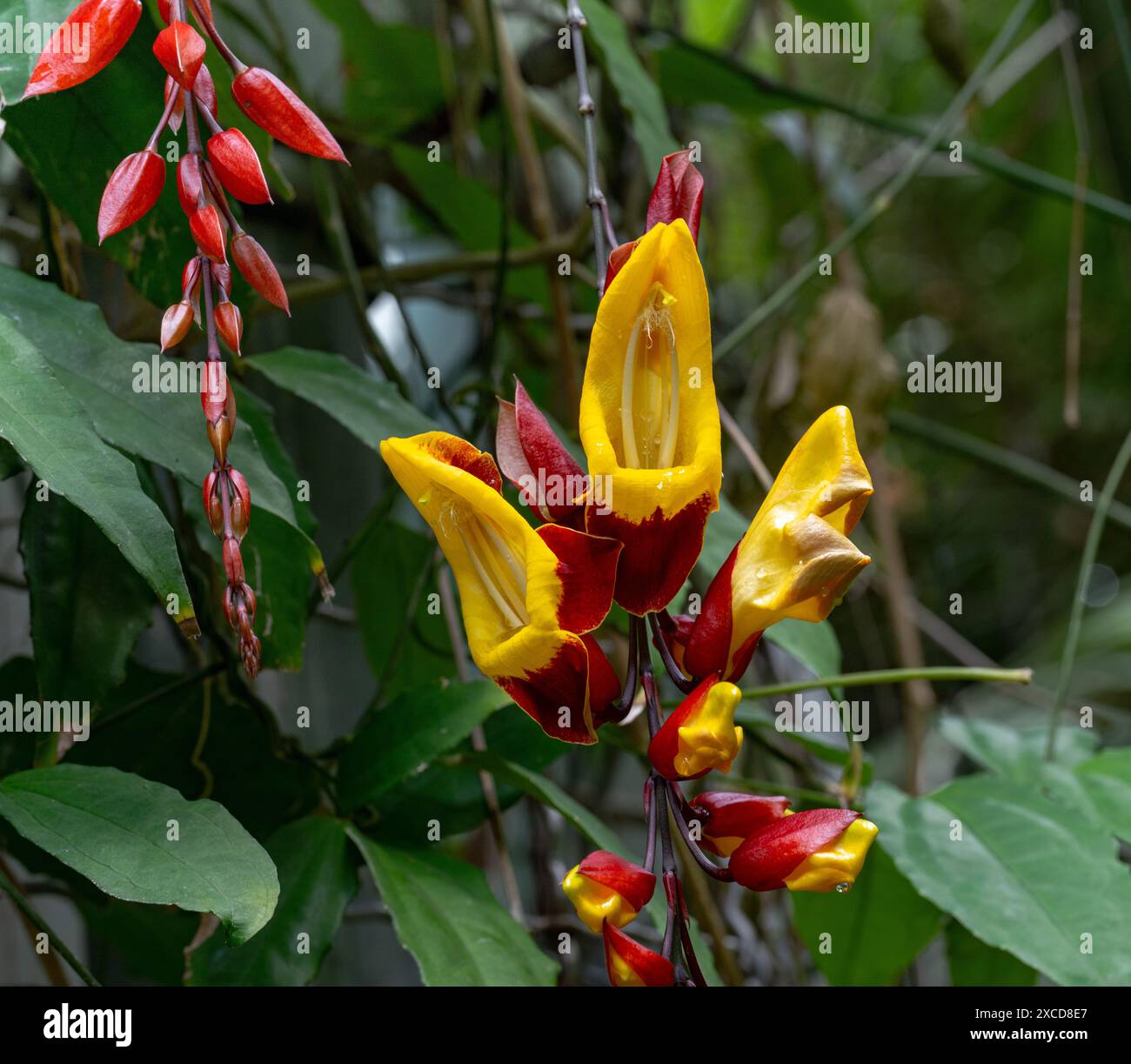 Indian clock vine (Thunbergia mysorensis Stock Photo - Alamy