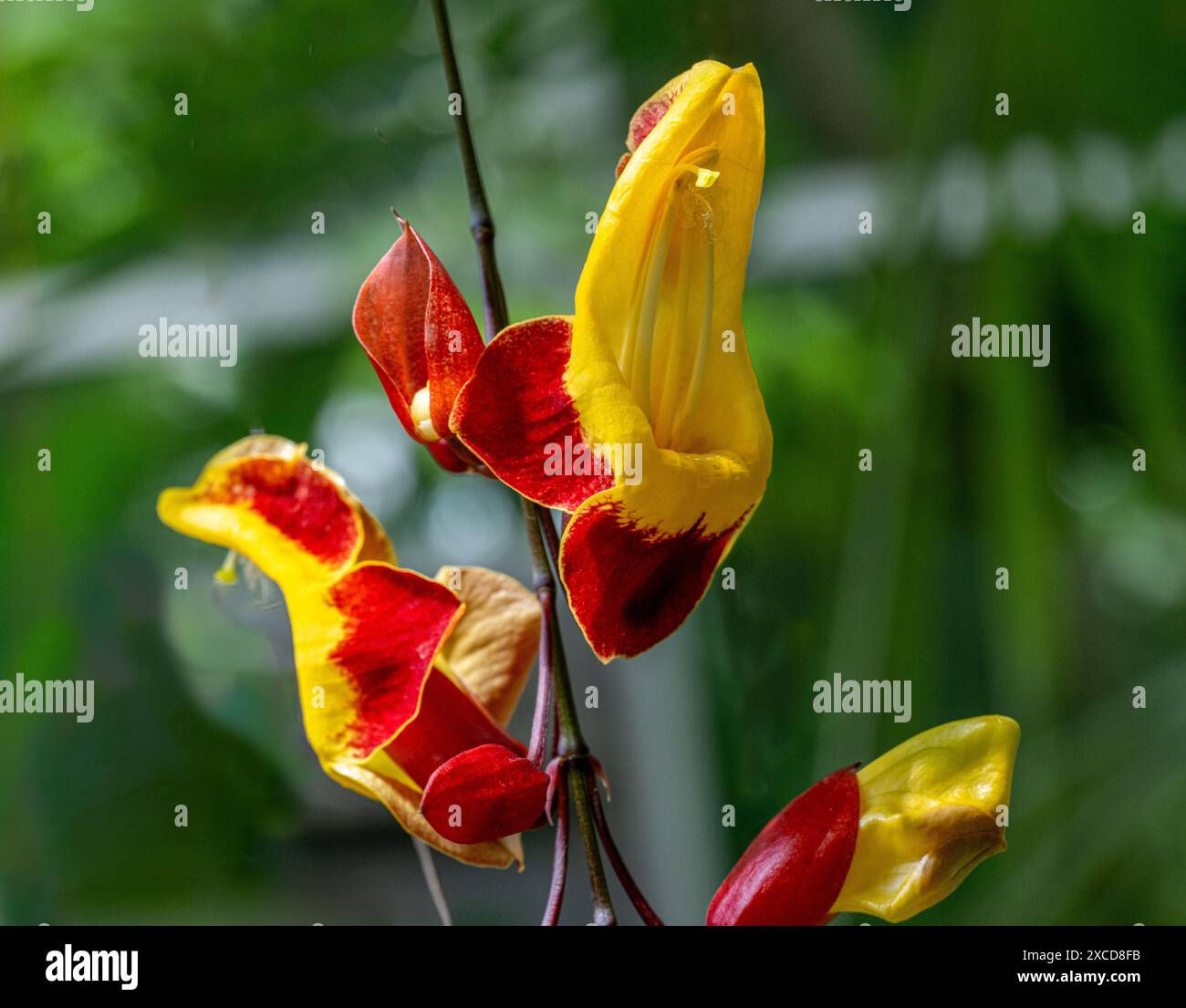 Indian clock hi-res stock photography and images - Alamy