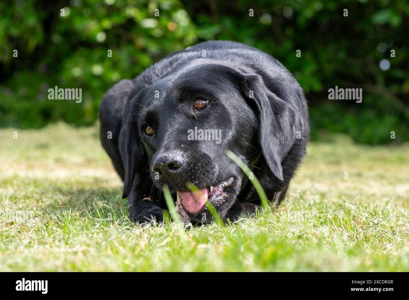Portrait of a cute black Labrador chewing a stick Stock Photo - Alamy