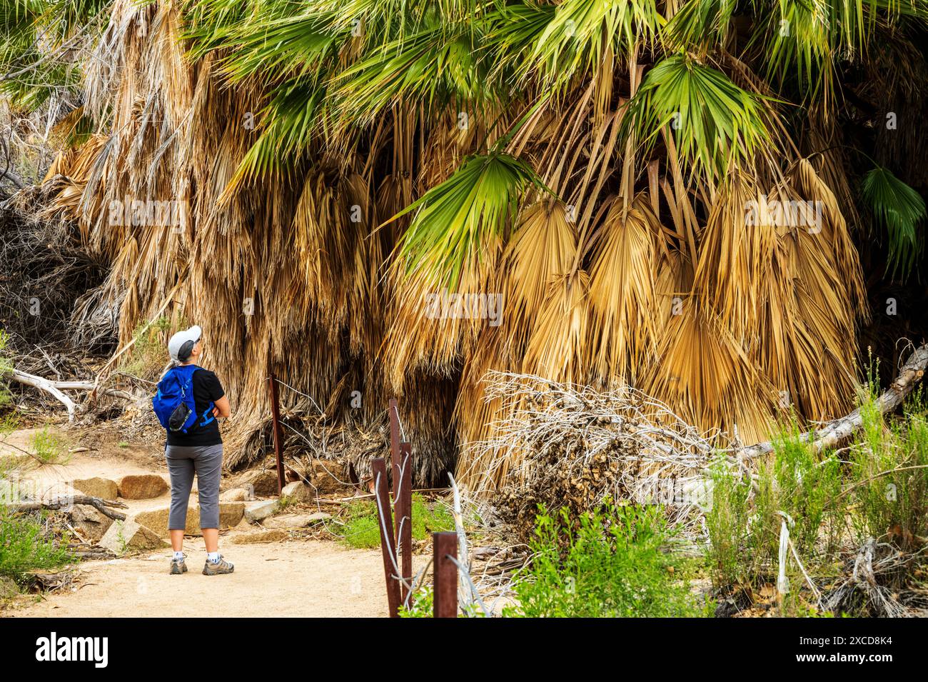 Senior female visitor; unusual Palm Trees; Cottonwood Spring; Joshua ...