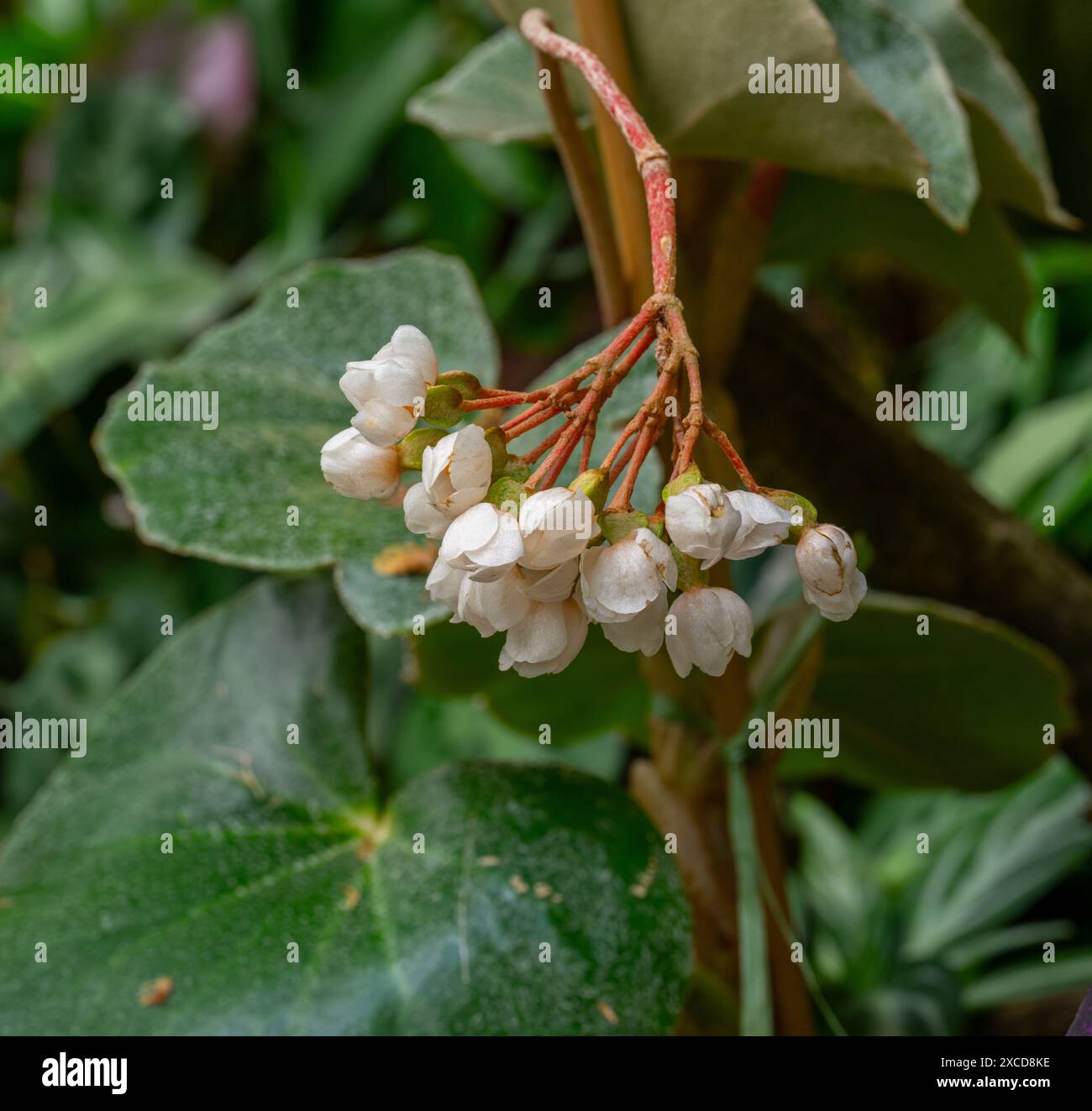 Begonia - Begonia venosa Stock Photo - Alamy