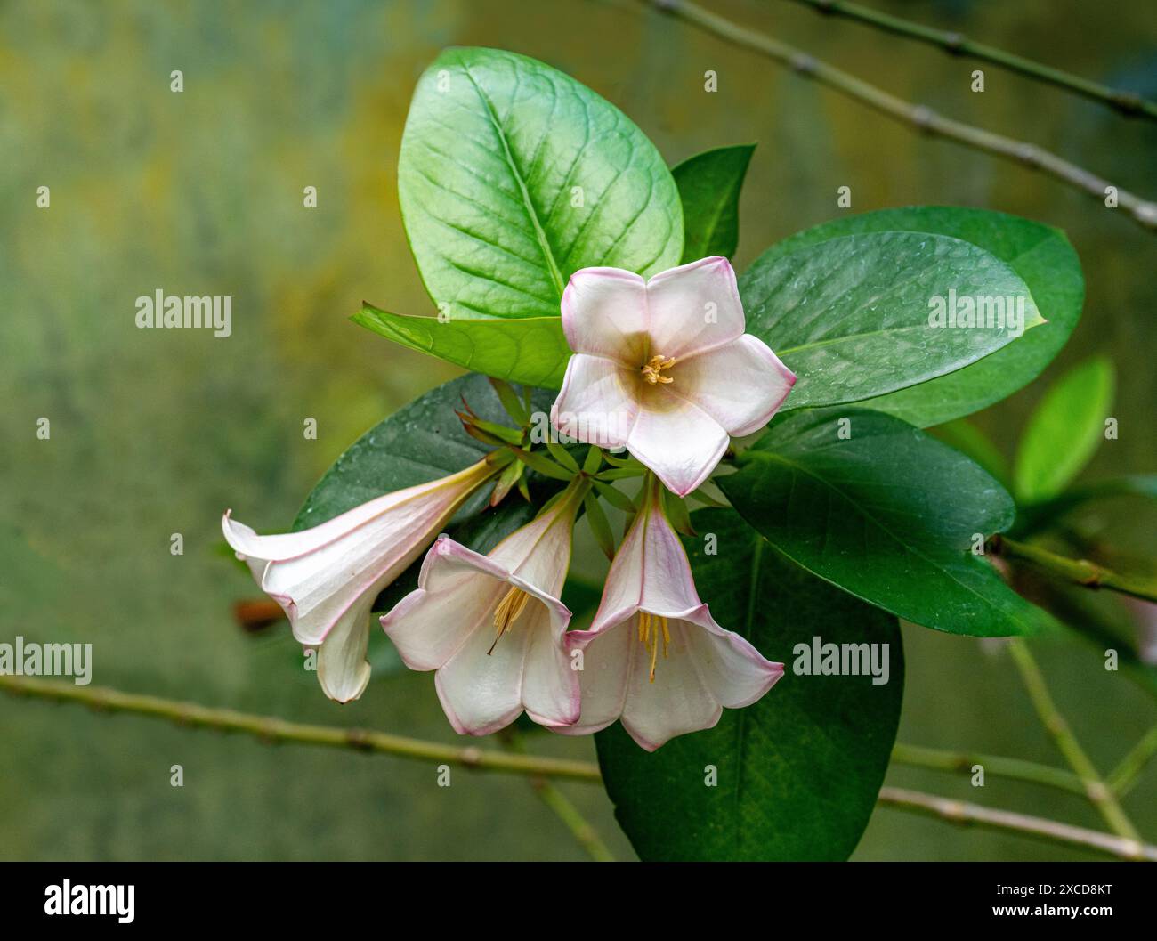 Pink Bell flowers (Portlandia coccinea) in tropical forest of Jamaica ...
