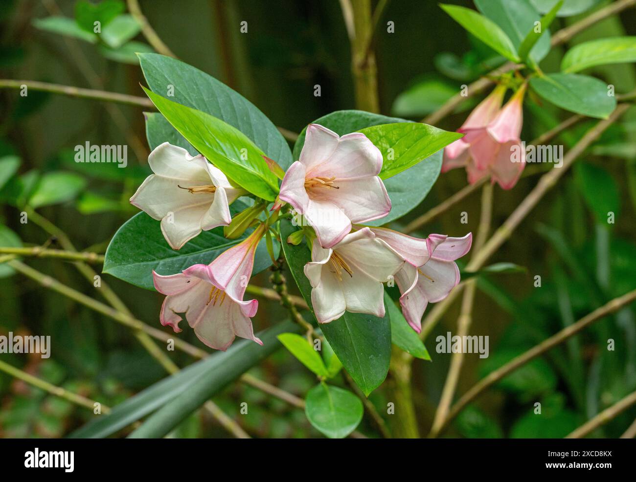 Pink Bell flowers (Portlandia coccinea) in tropical forest of Jamaica ...
