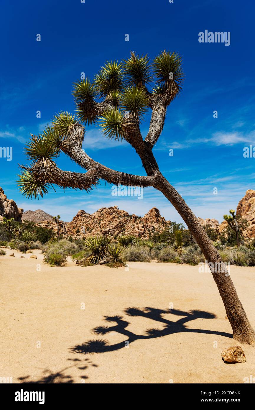 Joshua Tree; Hidden Valley; Joshua Tree National Park; southern ...