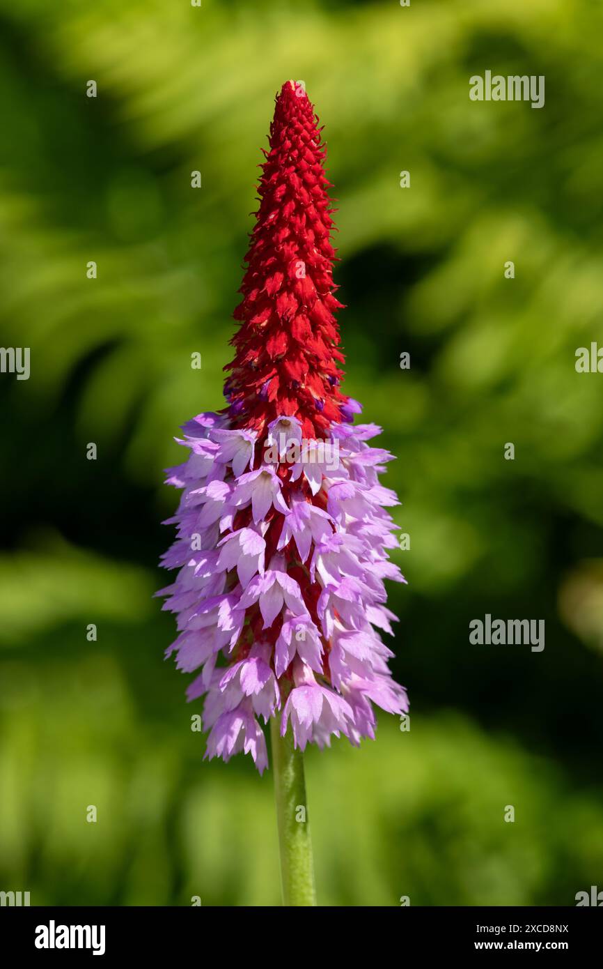 Flowering orchid primrose primula vialii hi-res stock photography and ...