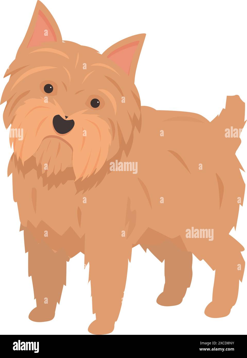 Illustration of a norfolk terrier dog breed standing and looking ...