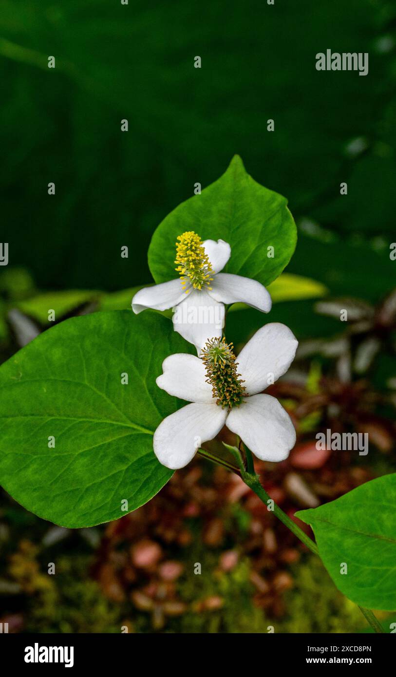 Chameleon Plant, Houttuynia cordata, Saururaceae, Japan, Korea ...