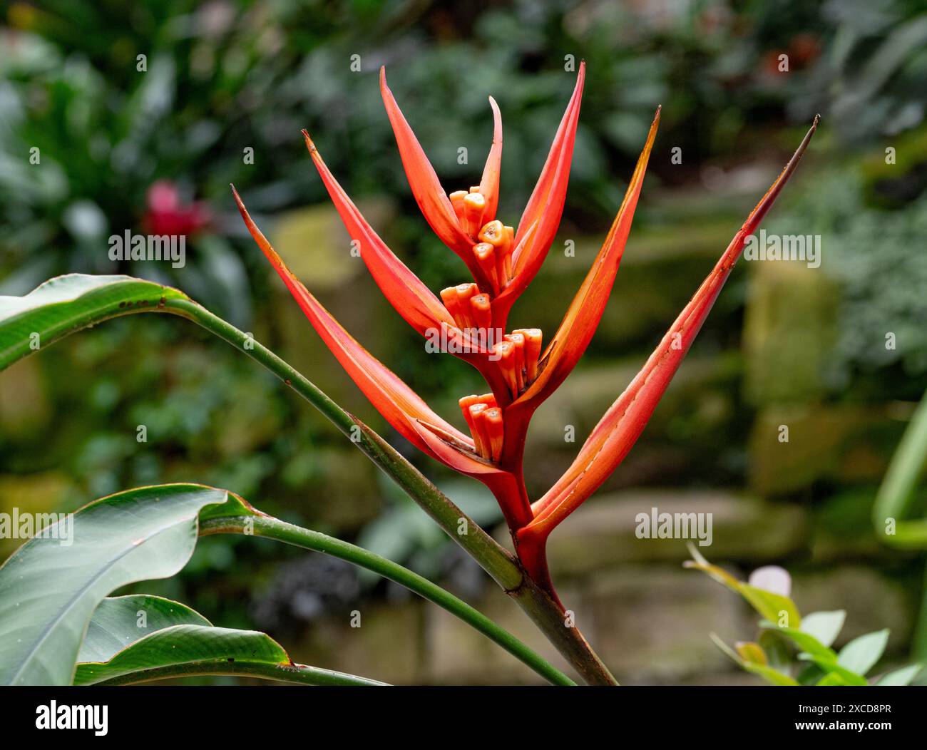 Yellow Christmas (Heliconia Angusta) is native to Brazil Stock Photo ...