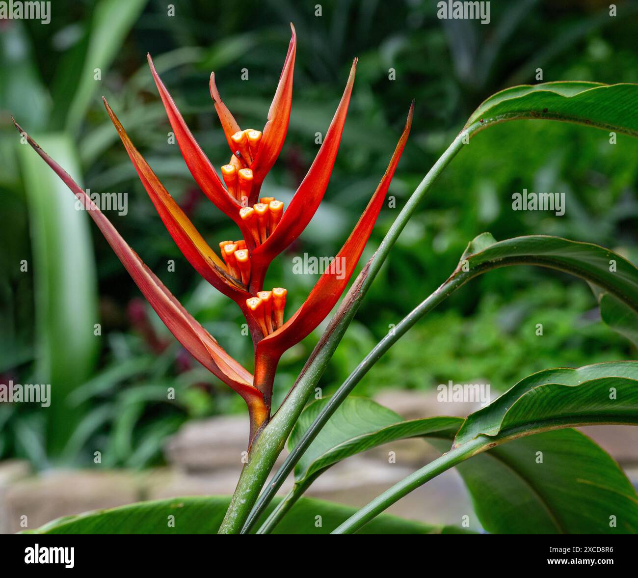 Yellow Christmas (Heliconia Angusta) is native to Brazil Stock Photo ...