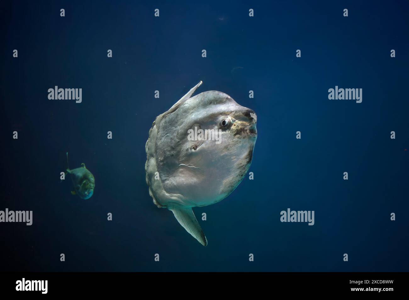 Closeup of a beautiful sunfish passing by Stock Photo - Alamy