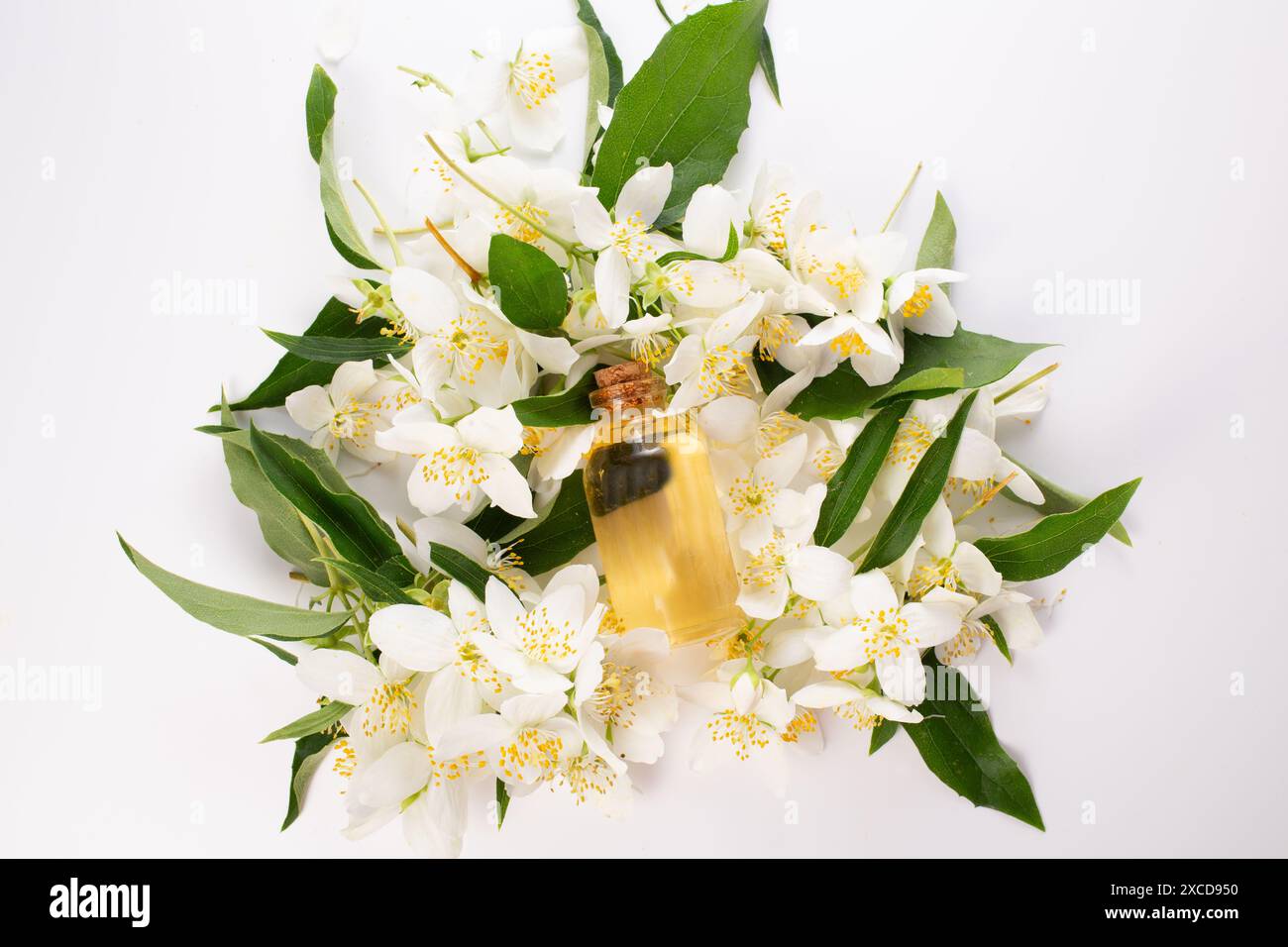 Jasmine essential, bark and Jasmine flowers on white background. Hair ...