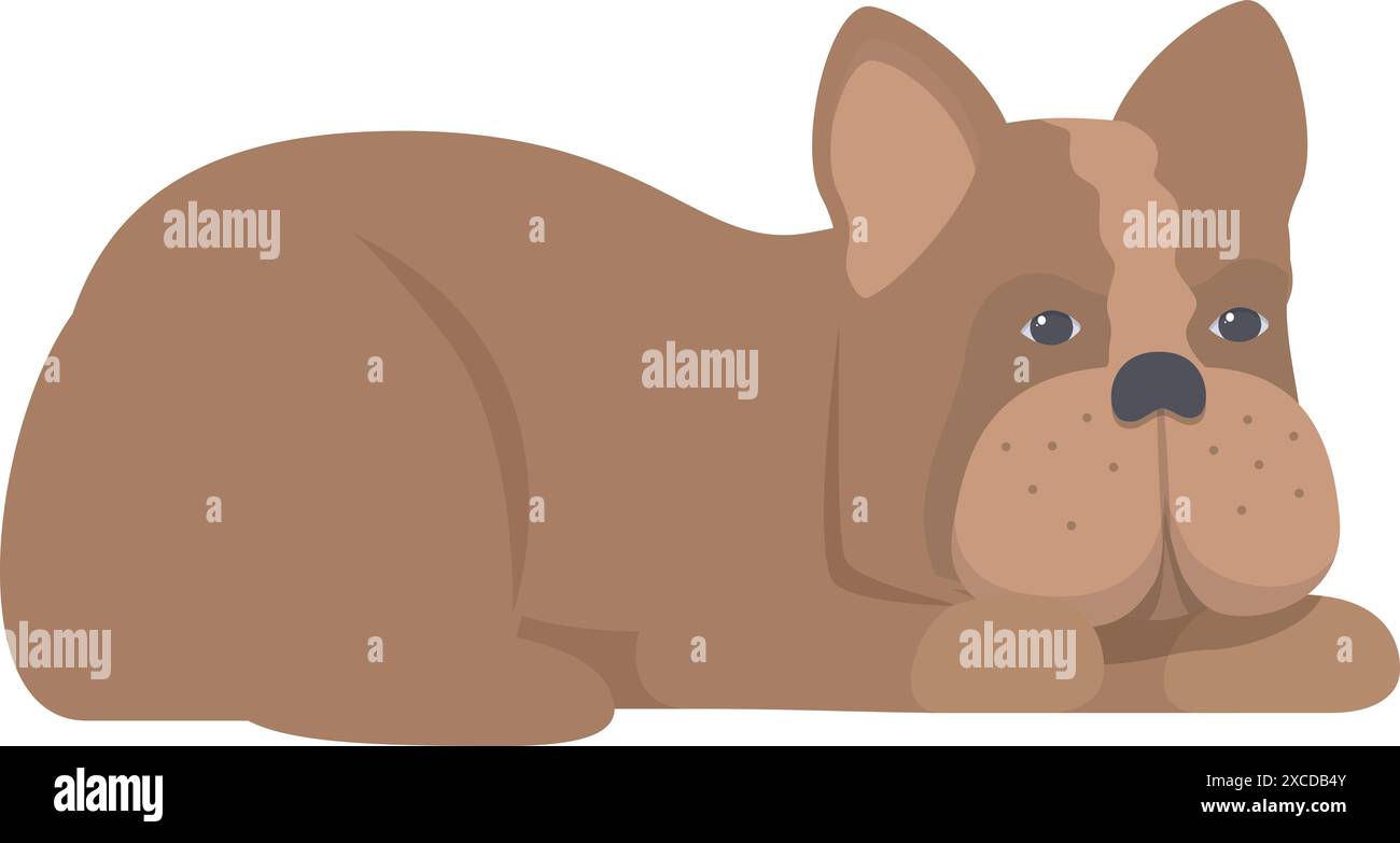 Brown and black french bulldog is lying down with its front paws ...