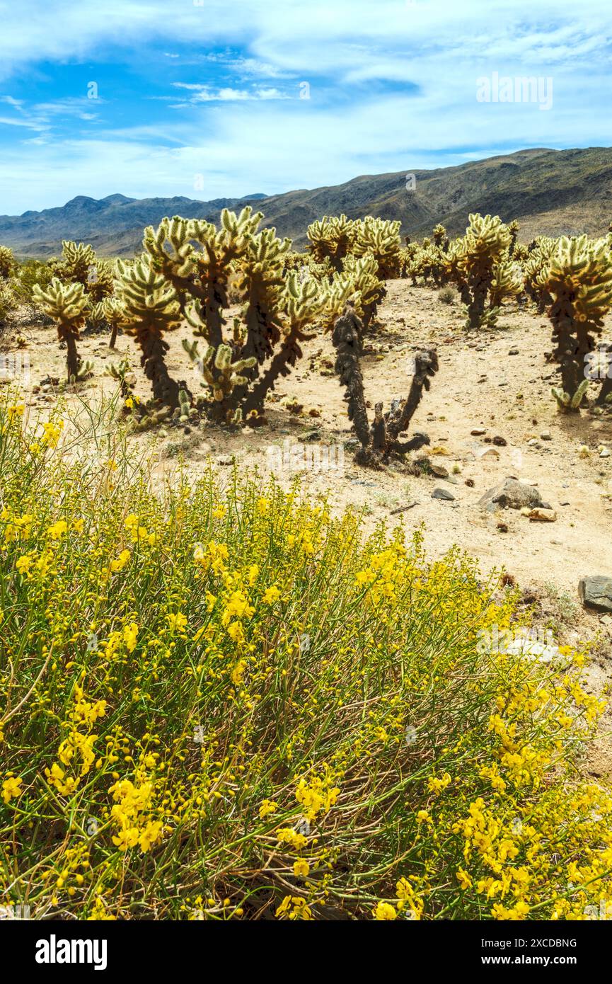Yellow flowering Spiny Senna; Desert Senna; Cholla Cactus beyond ...
