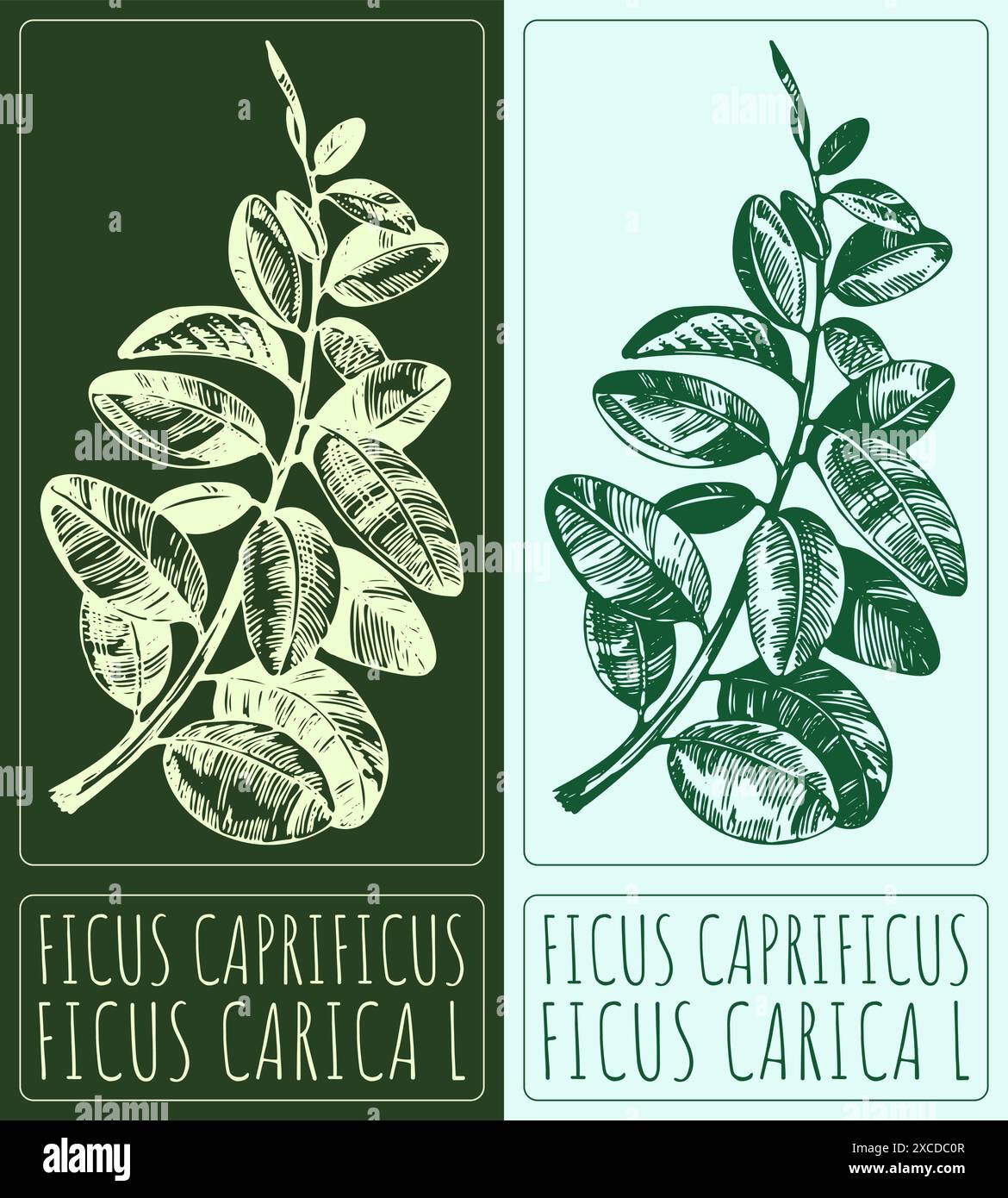 Vector drawing FICUS CAPRIFICUS. Hand drawn illustration. The Latin ...