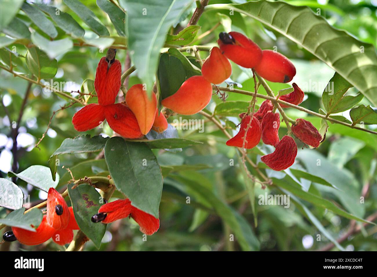Ghana forest agriculture hi-res stock photography and images - Alamy