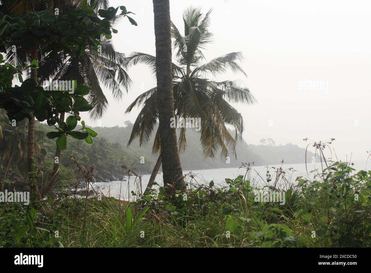 Lush coastal vegetation and tall palm trees frame a tranquil view of ...