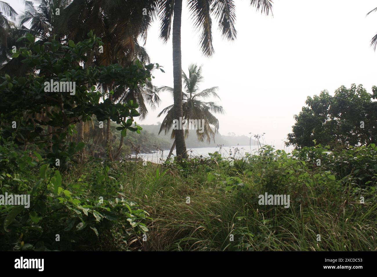 Rich coastal vegetation and stately palm trees overlooking a serene ...