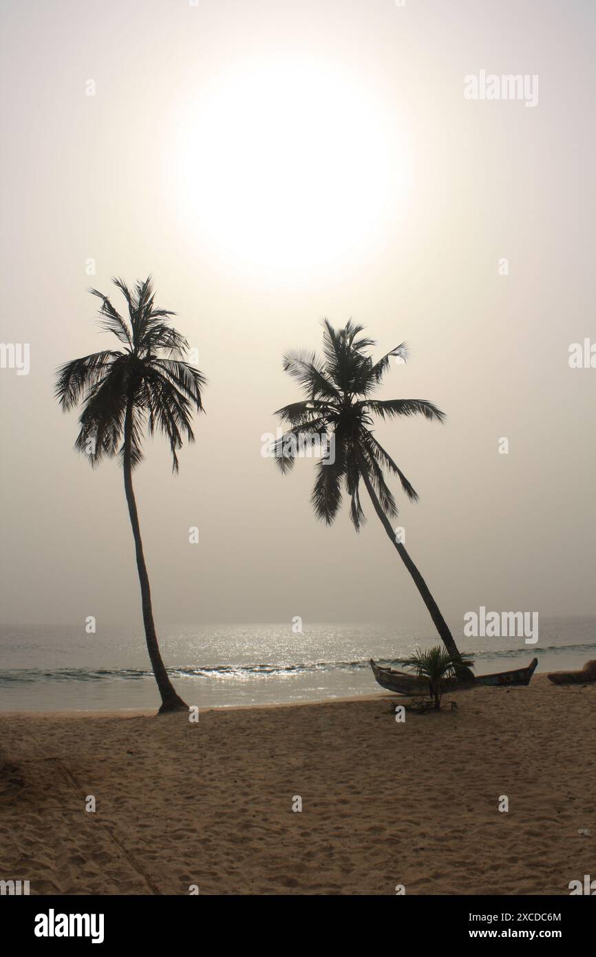 Tall palm trees create stunning silhouettes against the sun setting ...