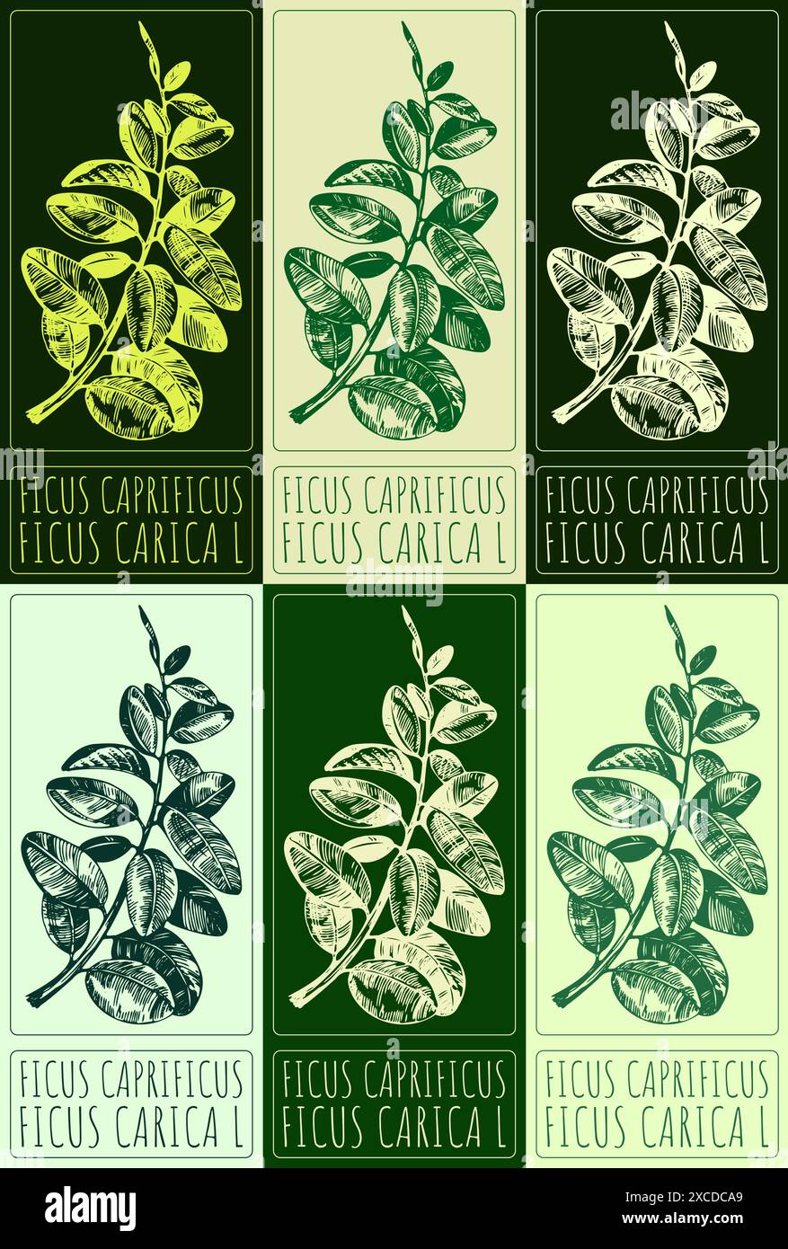 Set of vector drawing FICUS CAPRIFICUS in various colors. Hand drawn ...