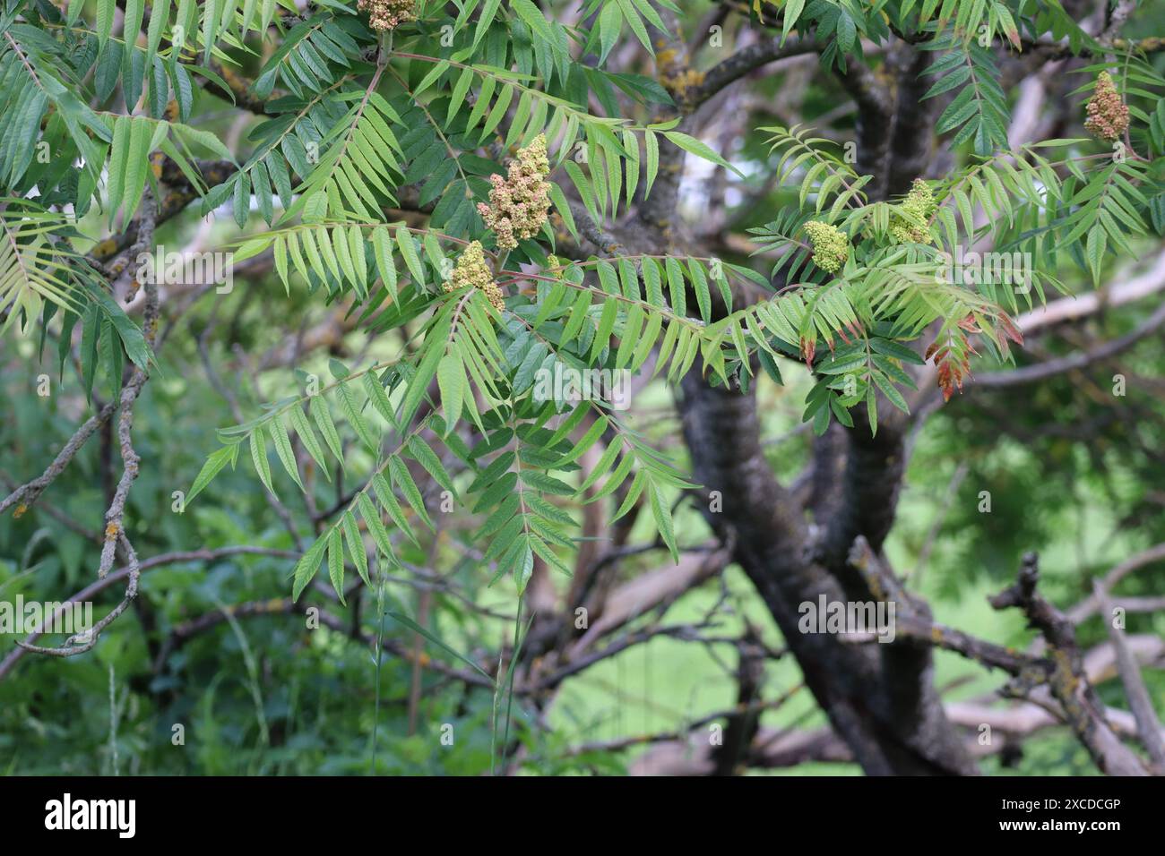 Sumac tree with Flowers and partially heat-damaged Leaves Stock Photo ...