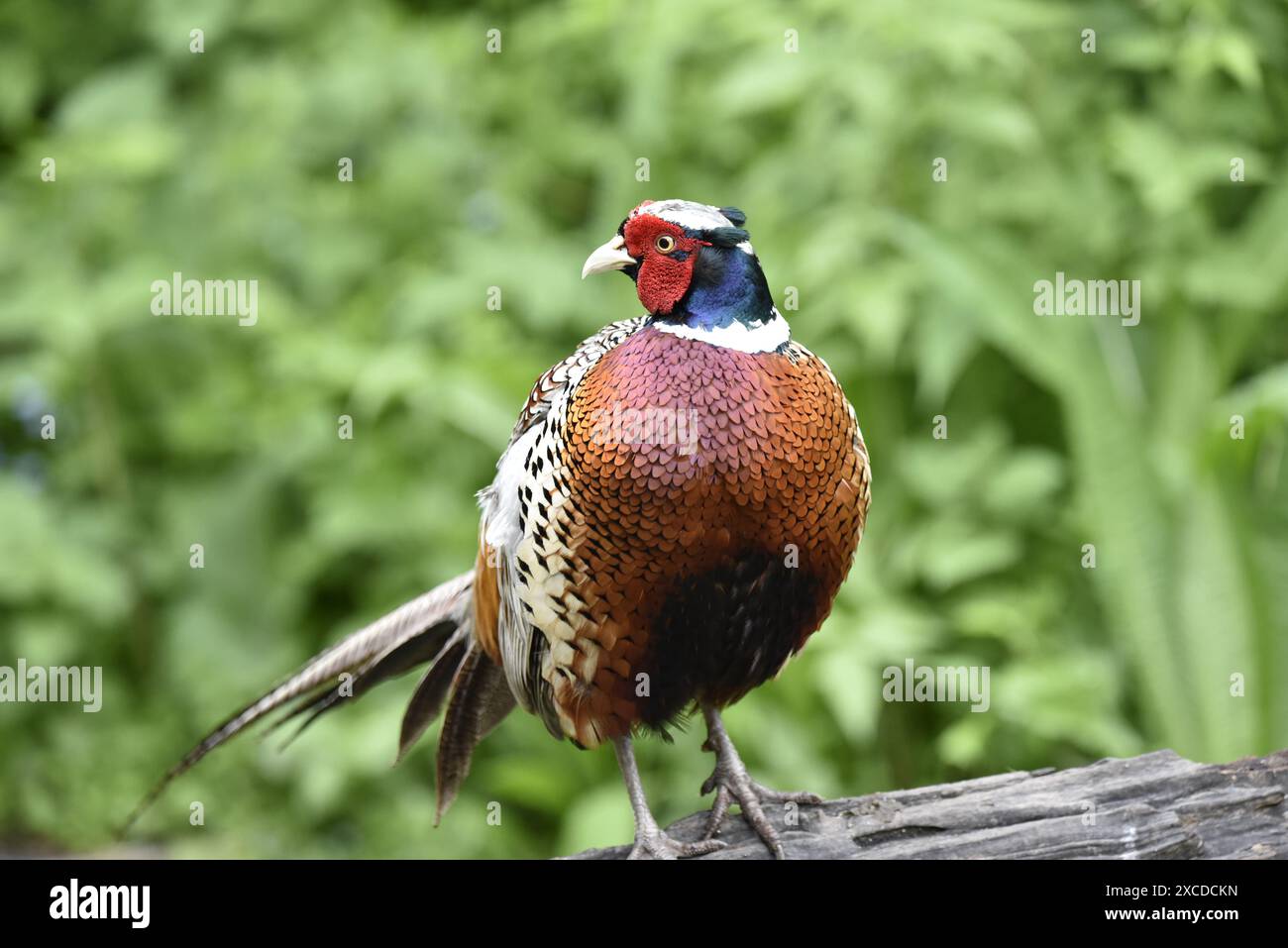 Facing Close-Up Image of a Common Male Pheasant (Phasianus colchicus ...