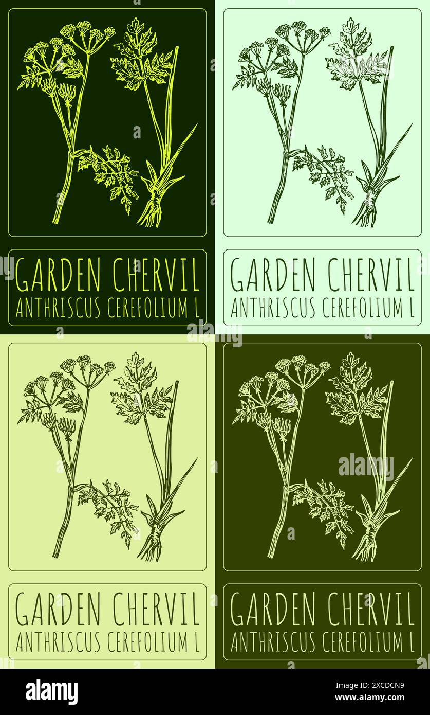 Set of vector drawing GARDEN CHERVIL in various colors. Hand drawn ...