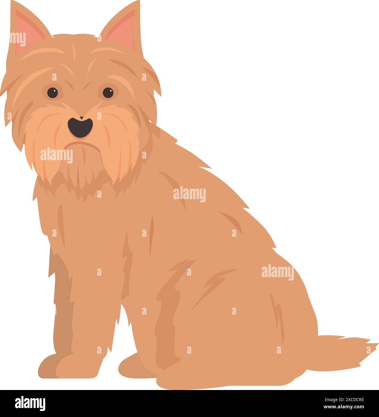 Norfolk terrier dog with brown fur sitting and looking attentive Stock ...