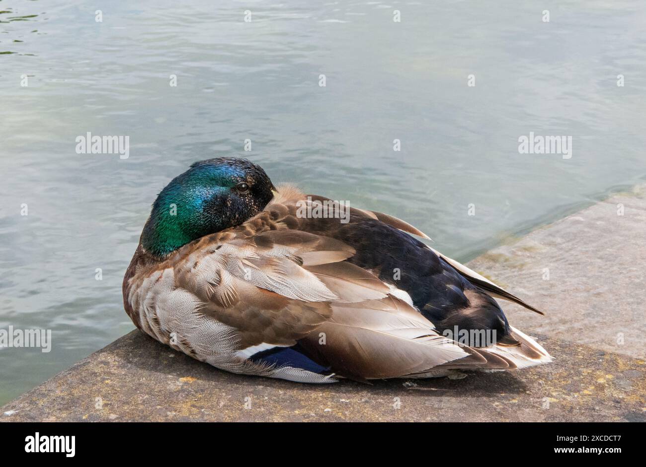 Sleeping Mallard Duck drake (Anas platyrhynchos Stock Photo - Alamy