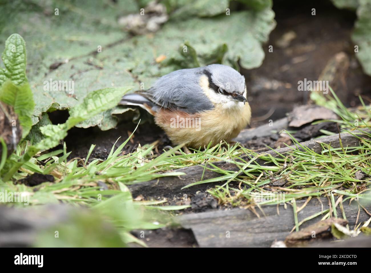 Fledgling Eurasian Nuthatch (Sitta europaea) Huddled Down Near a ...