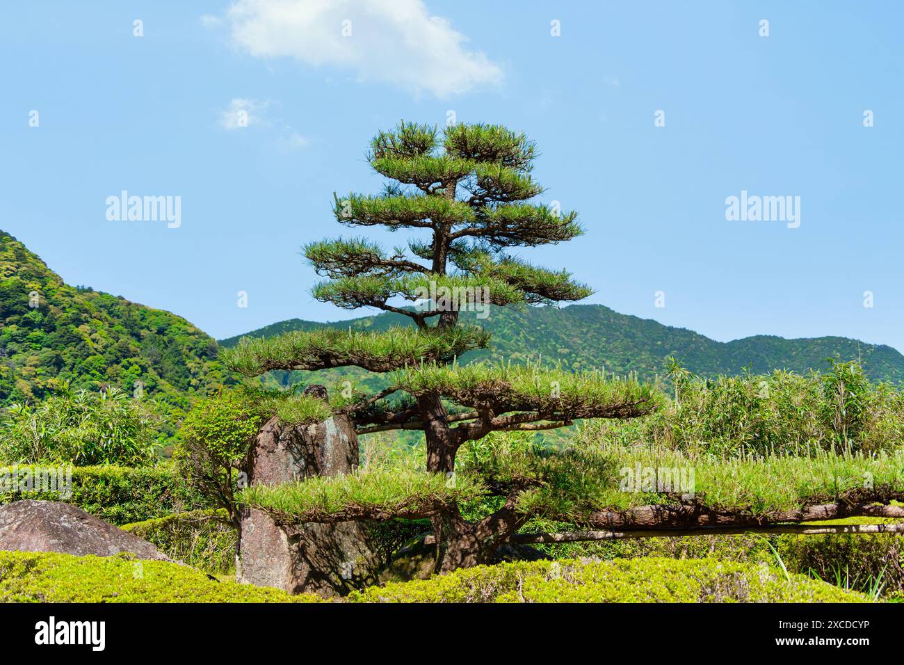 Japanese black pine tree in the garden at Seiganto-ji temple, Wakayama ...
