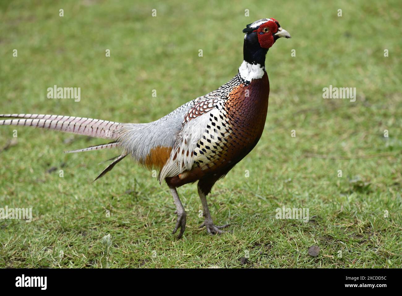 Foreground Image of a Common Male Pheasant (Phasianus colchicus ...