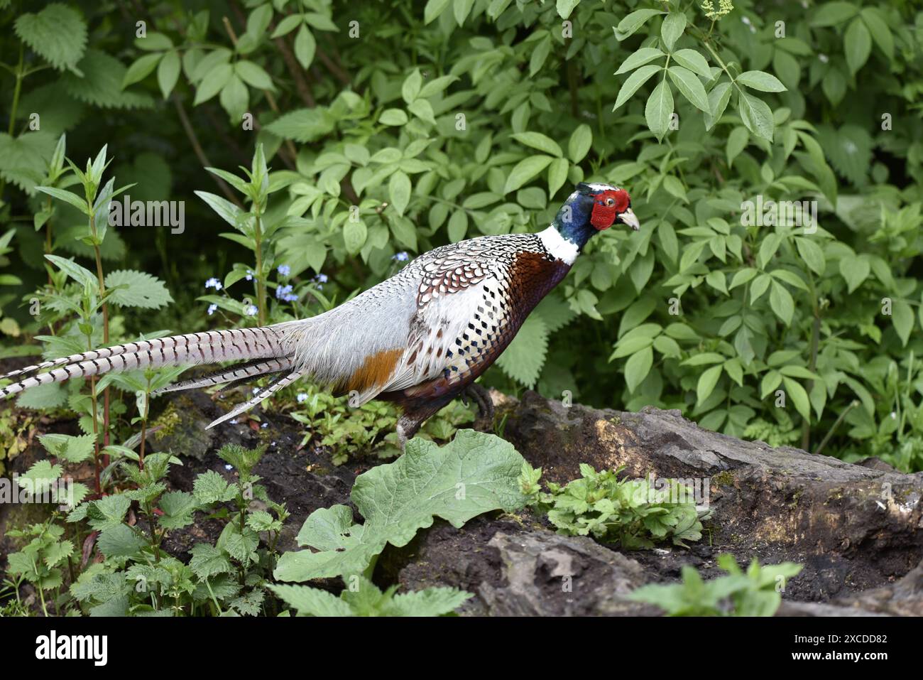 Male Common Pheasant (Phasianus colchicus) Walking in Right-Profile ...