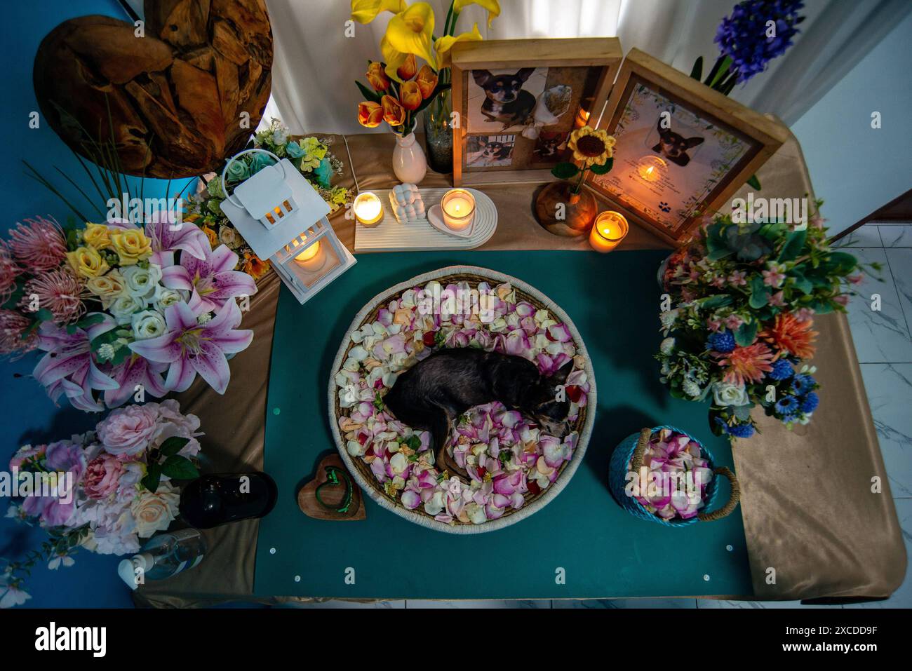 ANIMAL CREMATION HOUSE IN BANDUNG A deceased dog on an altar before being cremated at the Pets ...