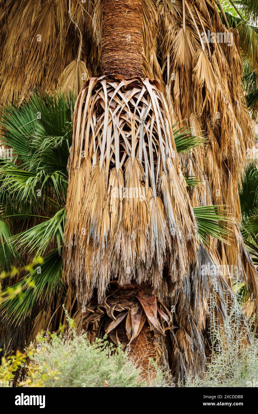 Unusual Palm Trees; Cottonwood Spring; Joshua Tree National Park ...