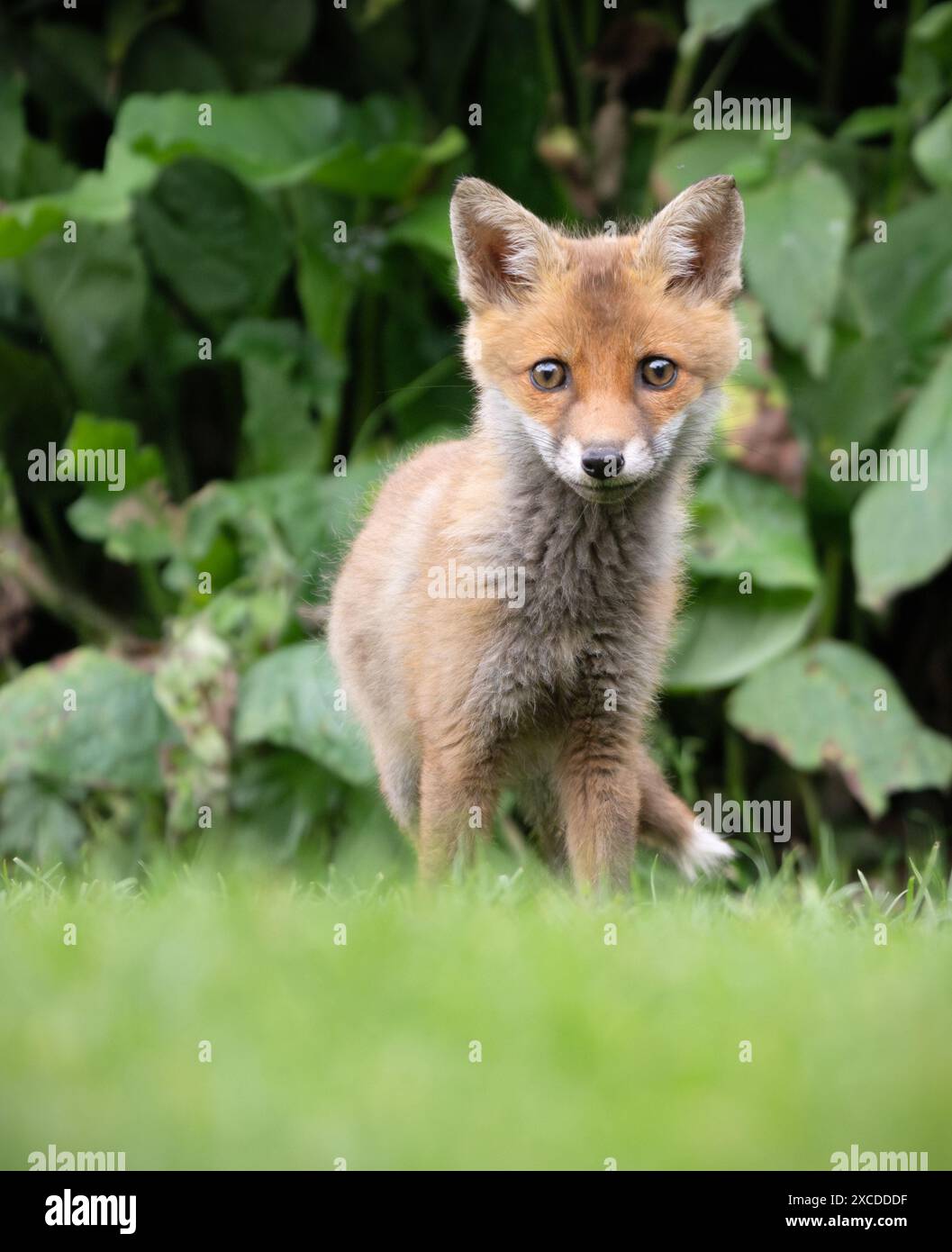 A wild young Red Fox cub (Vulpes vulpes) at edge of undergrowth, Warwickshire Stock Photo - Alamy