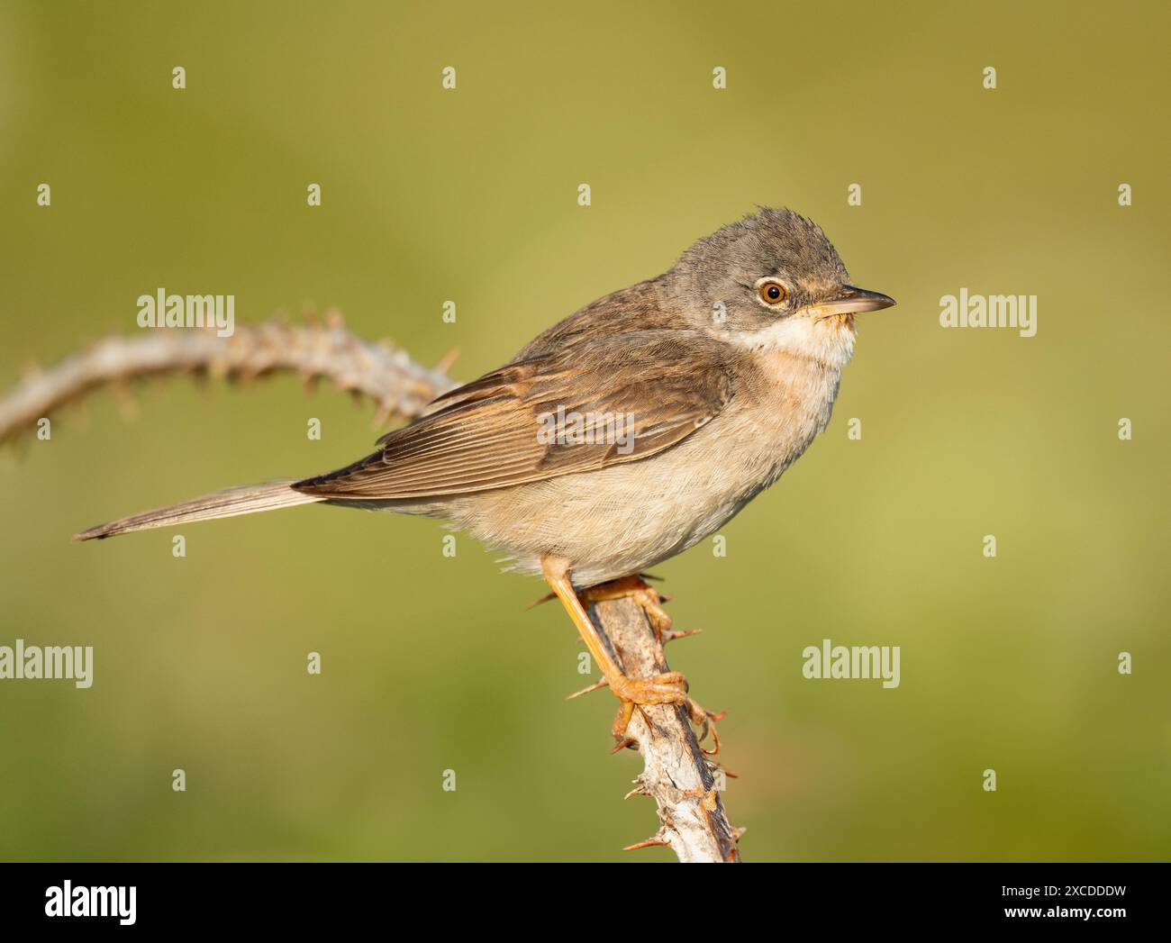 Male Common Whitethroat (Curruca communis) perched, Pembrokeshire Stock ...