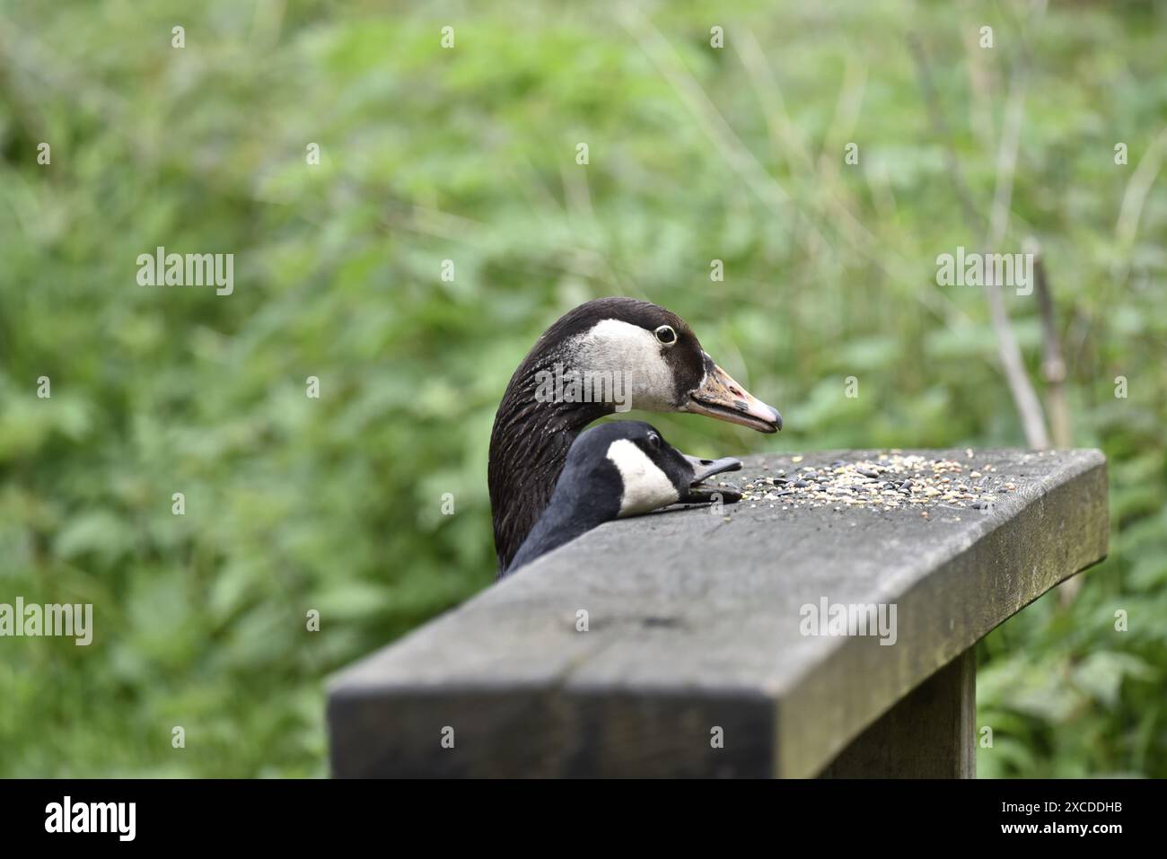 Canada Goose (Branta Canadensis) and a Hybrid Canada Goose x Greylag ...