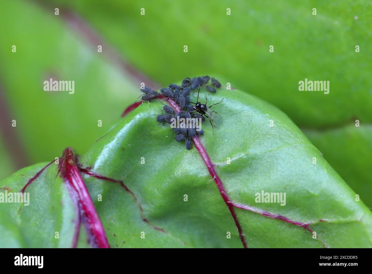 Tiny parasitoid wasp that use aphids as their hosts Aphidiidae ...
