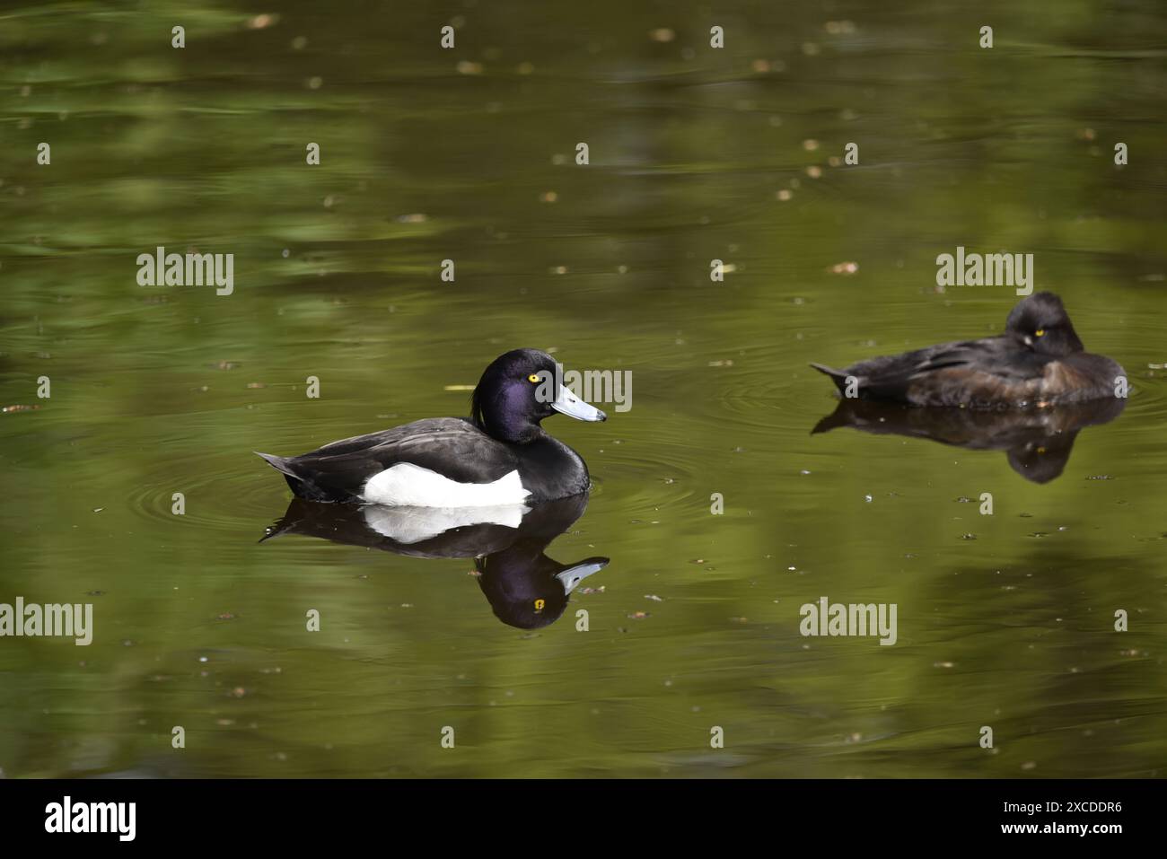 Pair of Tufted Ducks (Aythya fuligula) Swimming Left to Right on a Rippled Lake on a ...