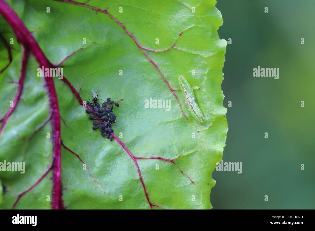 Tiny parasitoid wasp that use aphids as their hosts Aphidiidae ...