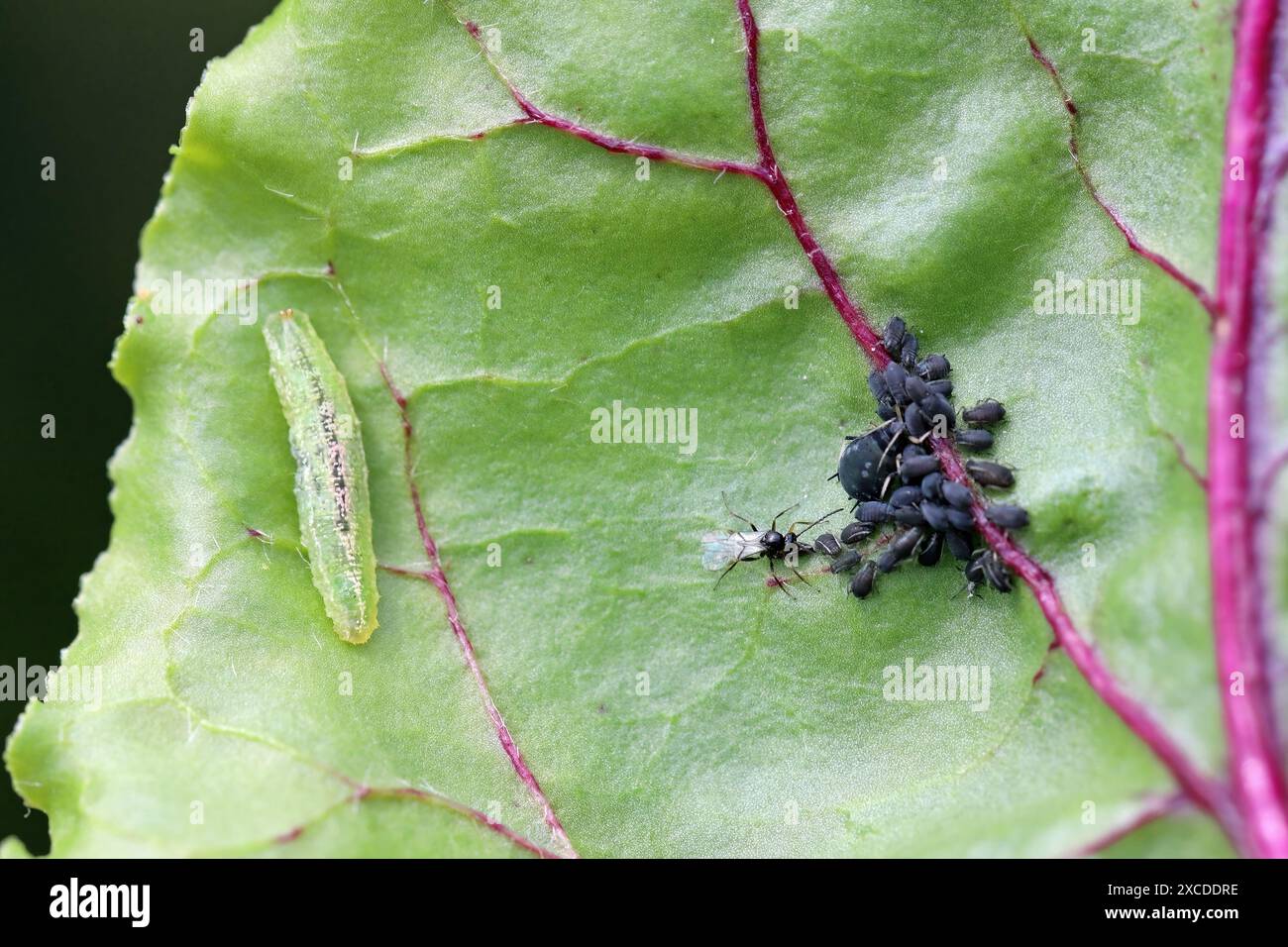 Tiny parasitoid wasp that use aphids as their hosts Aphidiidae ...