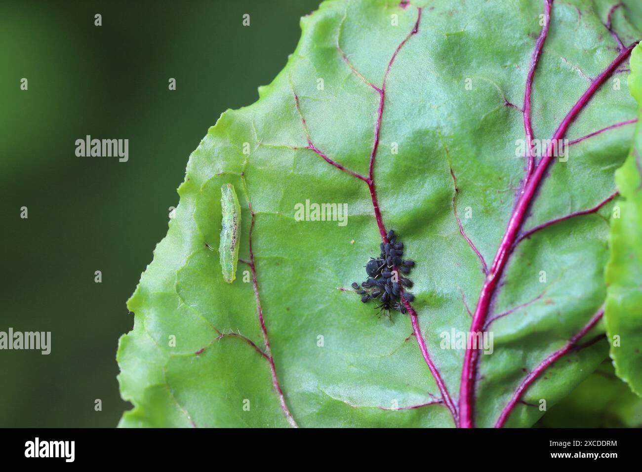 Tiny parasitoid wasp that use aphids as their hosts Aphidiidae ...