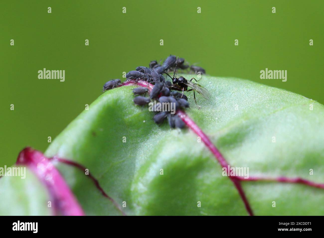 Aphidius wasp parasite aphid hi-res stock photography and images - Alamy