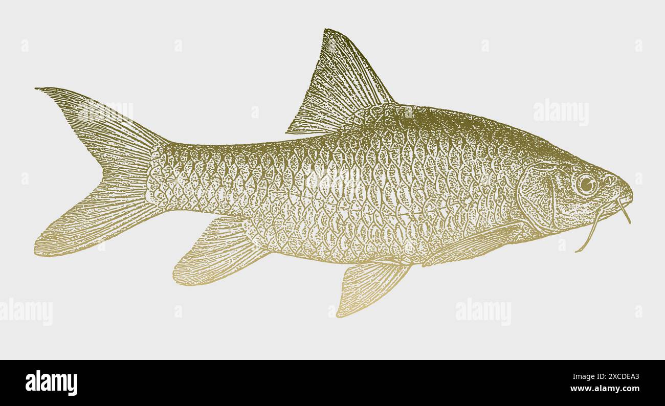 Freshwater tropical Stock Vector Images - Alamy